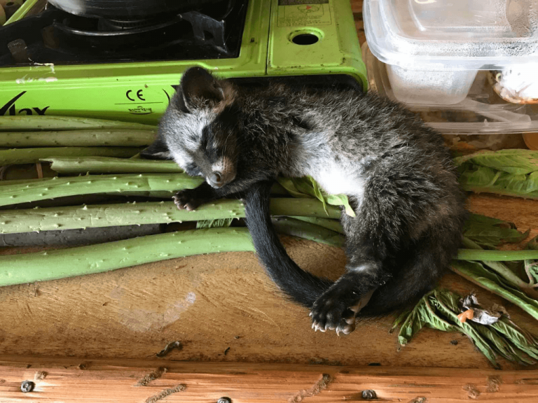 Flora und Fauna » Myanmar Reisen